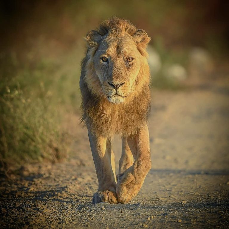 Gir National Park - Asiatic Lion's last natural home - Big Cats India ...