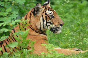 Nagarhole National Park and Tiger Reserve