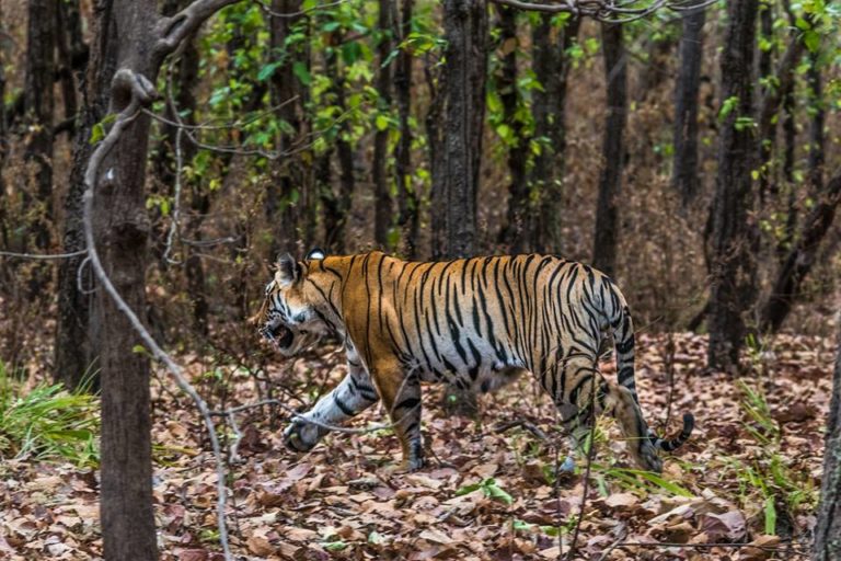 Top Tiger Reserves in Madhya Pradesh - Tiger State of India