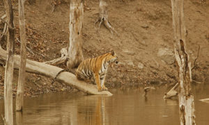5 Must visit Tiger Reserves in Maharashtra | Wildlife Destination ...