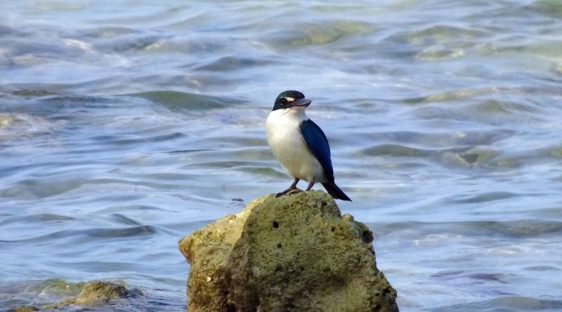 Top Wildlife Sanctuaries of Andaman Islands