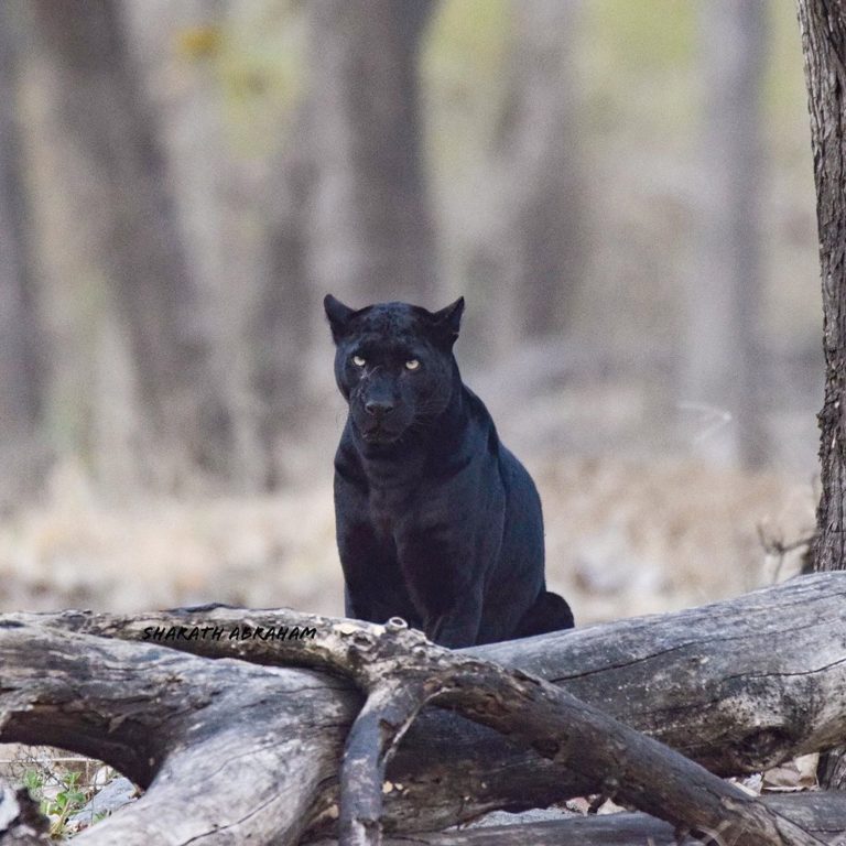 Top reserves & sanctuaries to spot Black Panther in India | Black Leopard