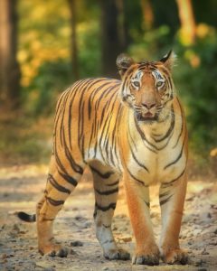 Project Tiger In India | Everything about Tiger Conservation (NTCA)