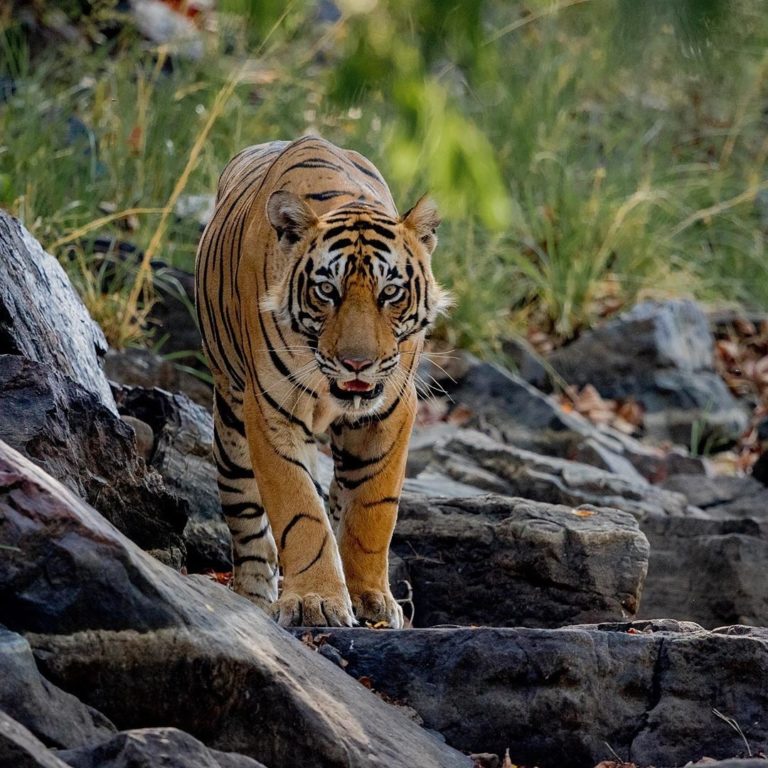 The complete list of 55 Tiger Reserves in India