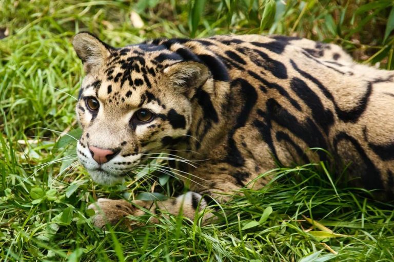 Big Five of India and Where to See Them