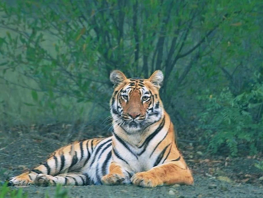 Bespoke Tiger Safari Tours - Big Cats India