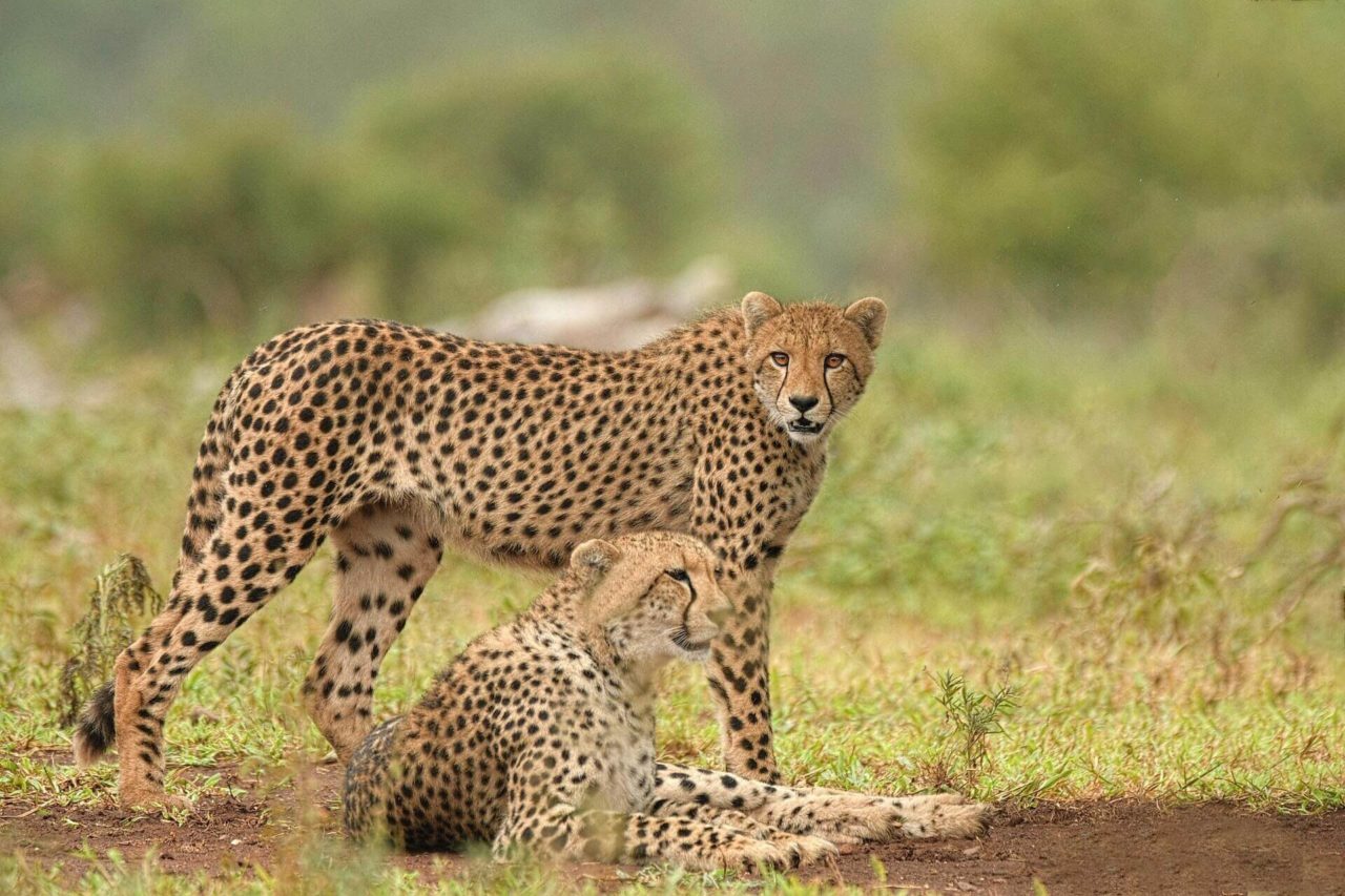 Cheetah Reintroduction in India: A Detailed Explanation - Big Cats ...