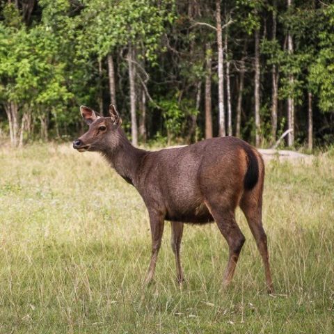 The complete list of 55 Tiger Reserves in India