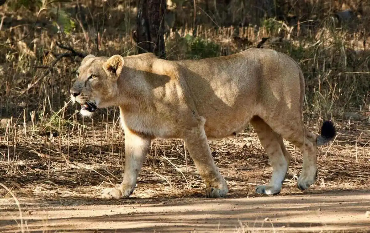 Gir National Park - Big Cats India